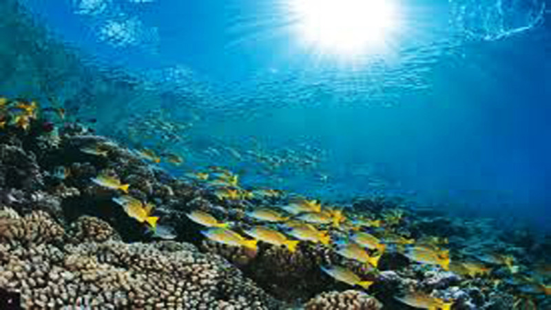 More marine heat waves threaten fish and corals — study - Daily Times