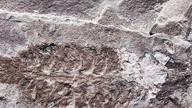 New species of prehistoric scorpion `may have been early land explorer´