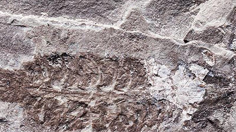 New species of prehistoric scorpion `may have been early land explorer´