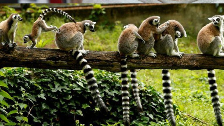 ‘Stink flirting’ is a thing — just ask a ring-tailed lemur