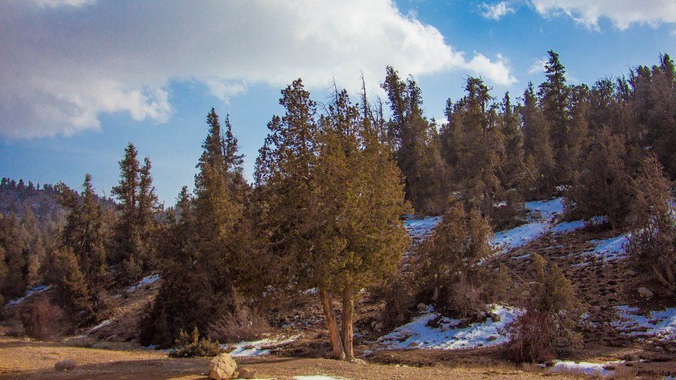 Balochistan govt to form special force to ensure preservation of forest ...