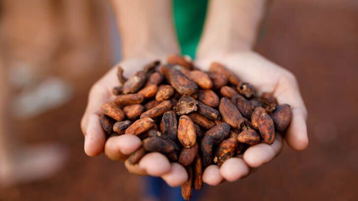 Global warming melts chocolate supply chain: EU faces major cocoa ...