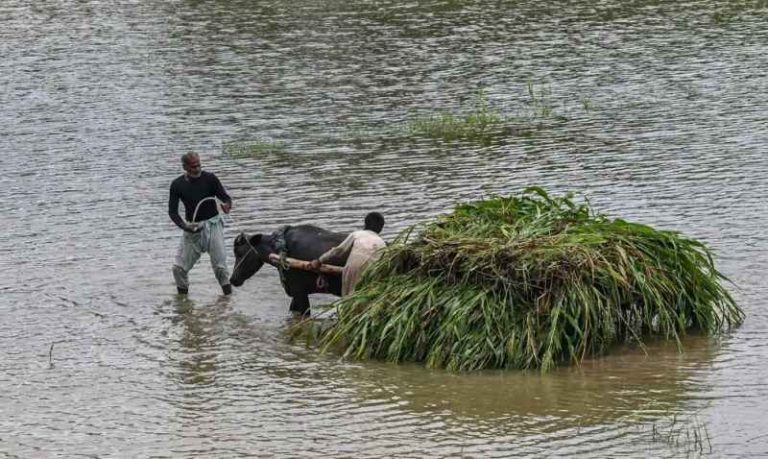 Floods devastate Punjab crops, trigger food crisis - Daily Times